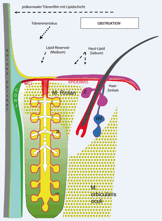 Meibom-Drüsen | SpringerLink