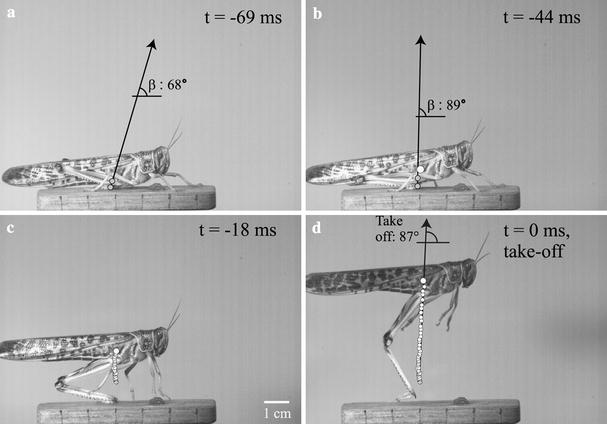 The mechanics of elevation control in locust jumping | SpringerLink