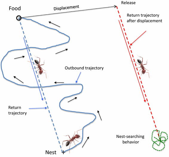 Where paths meet and cross: navigation by path integration in the desert ant and the honeybee ...