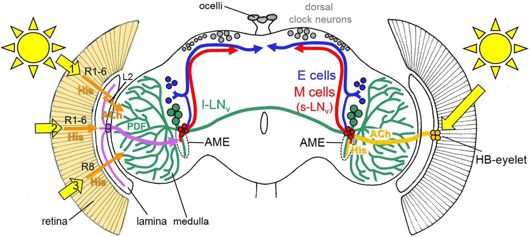 Light input pathways to the circadian clock of insects with an emphasis ...