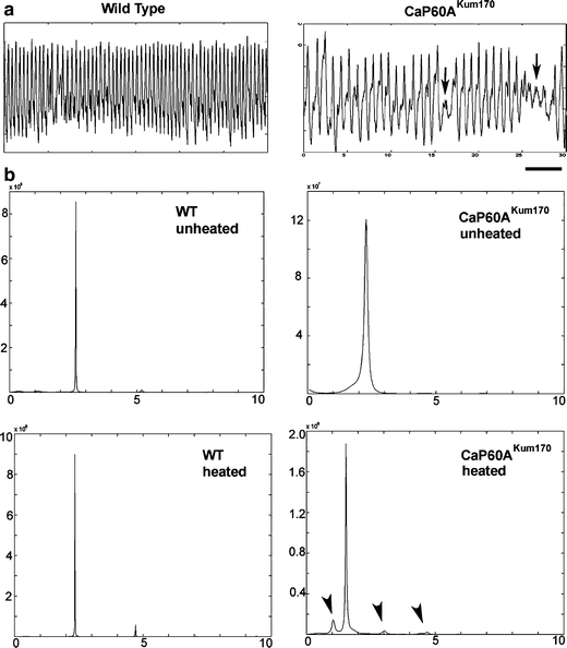 Conditional mutations in SERCA, the Sarco-endoplasmic reticulum Ca2 ...