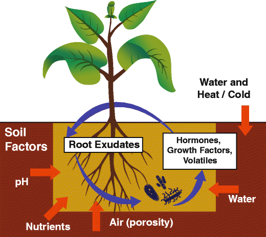 Manipulating the soil microbiome to increase soil health and plant ...