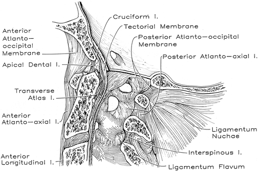 Anatomy and biomechanics of normal craniovertebral junction (a) and ...