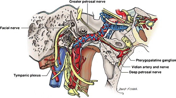 The fallopian canal: a comprehensive review and proposal of a new ...