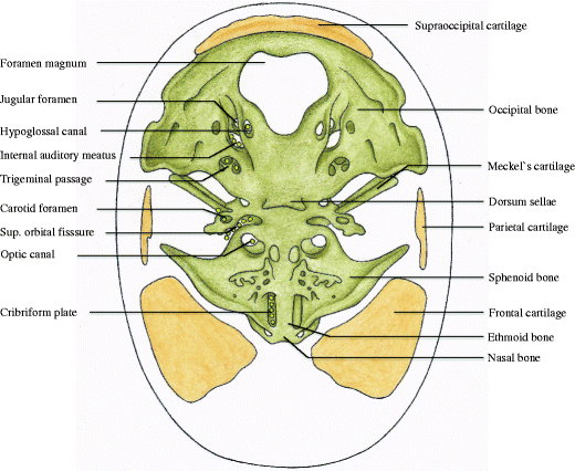 Skull base embryology: a multidisciplinary review | SpringerLink