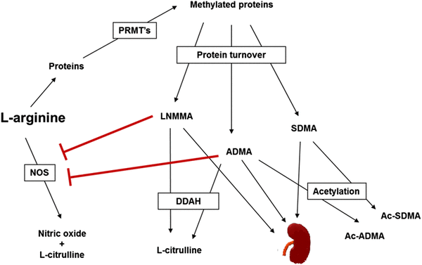 Symmetric dimethylarginine (SDMA) outperforms asymmetric ...