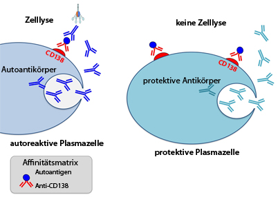 Plasmazellen | SpringerLink