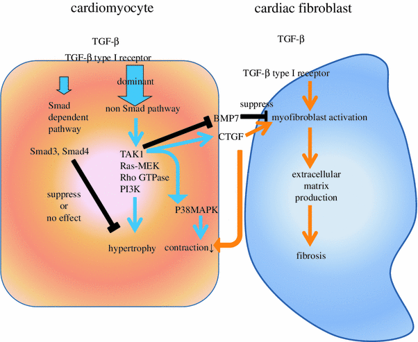 Contributions of cardiomyocyte–cardiac fibroblast–immune cell ...