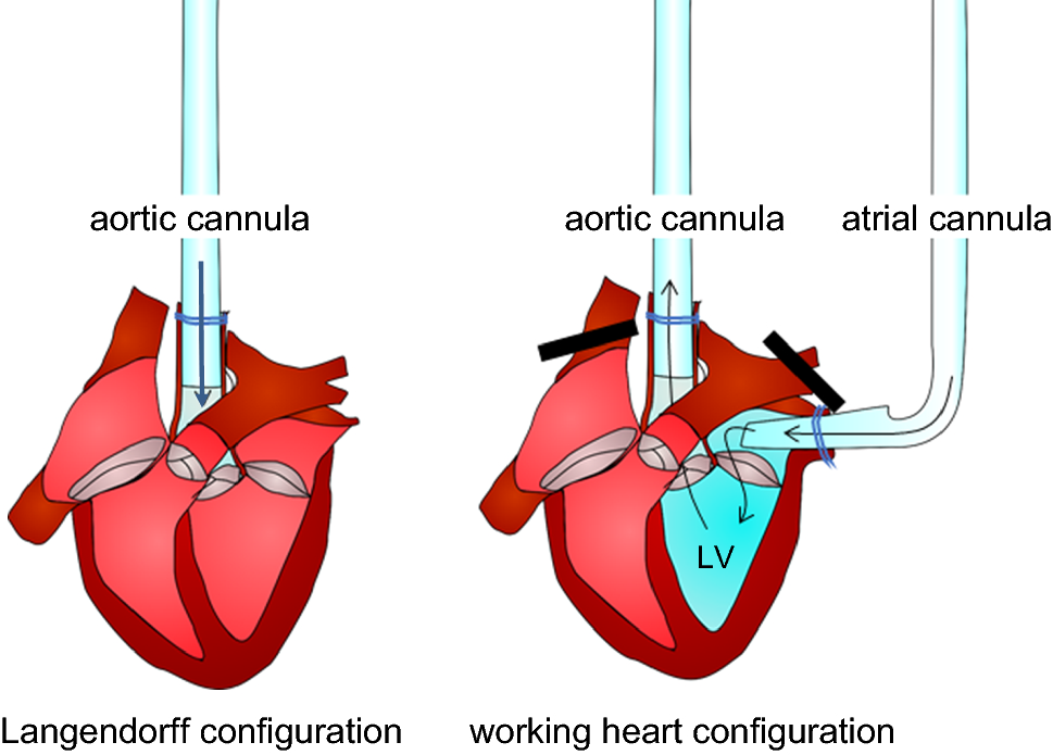 Practical guidelines for rigor and reproducibility in preclinical and ...