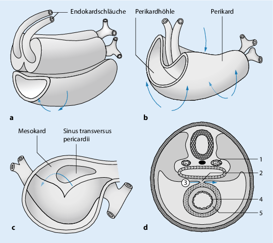Bedeutung des Perikards für die Herzchirurgie | SpringerLink