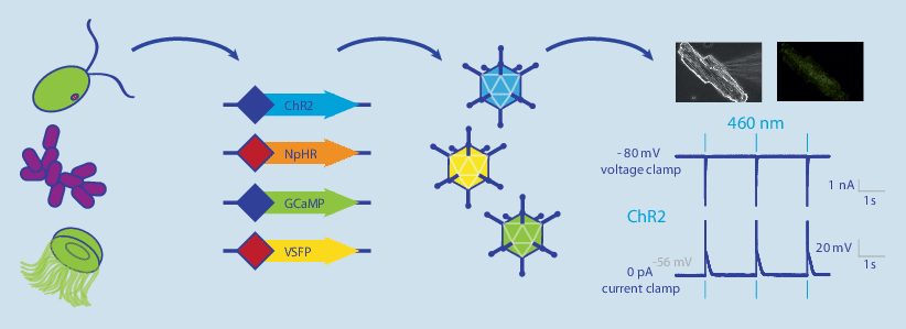 The power of optogenetics | SpringerLink