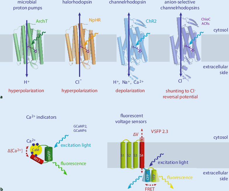 The power of optogenetics | SpringerLink