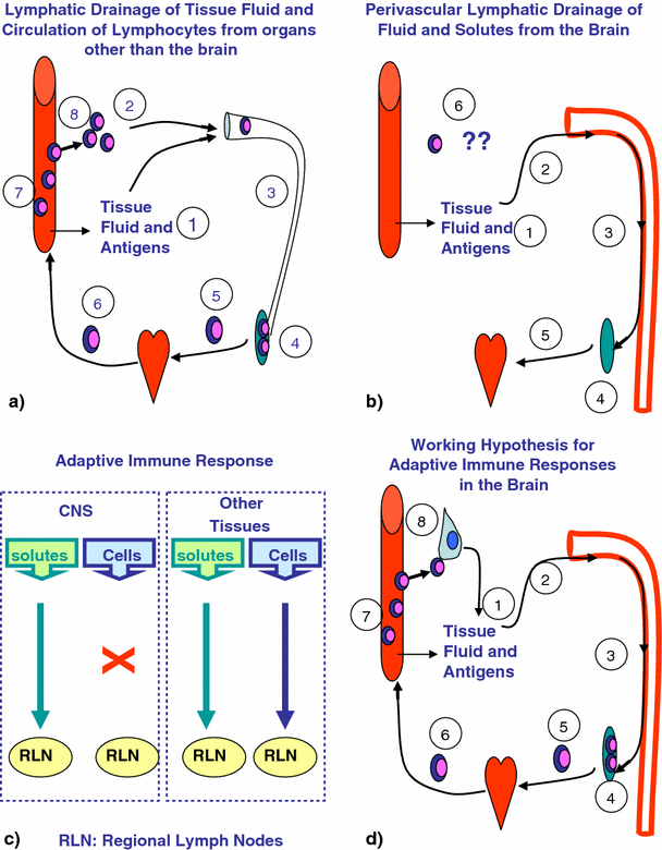 Lymphatic drainage of the brain and the pathophysiology of neurological ...