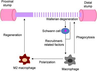 Role of macrophages in Wallerian degeneration and axonal regeneration ...