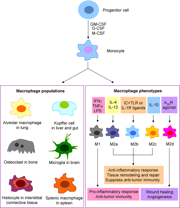 Role of macrophages in Wallerian degeneration and axonal regeneration ...