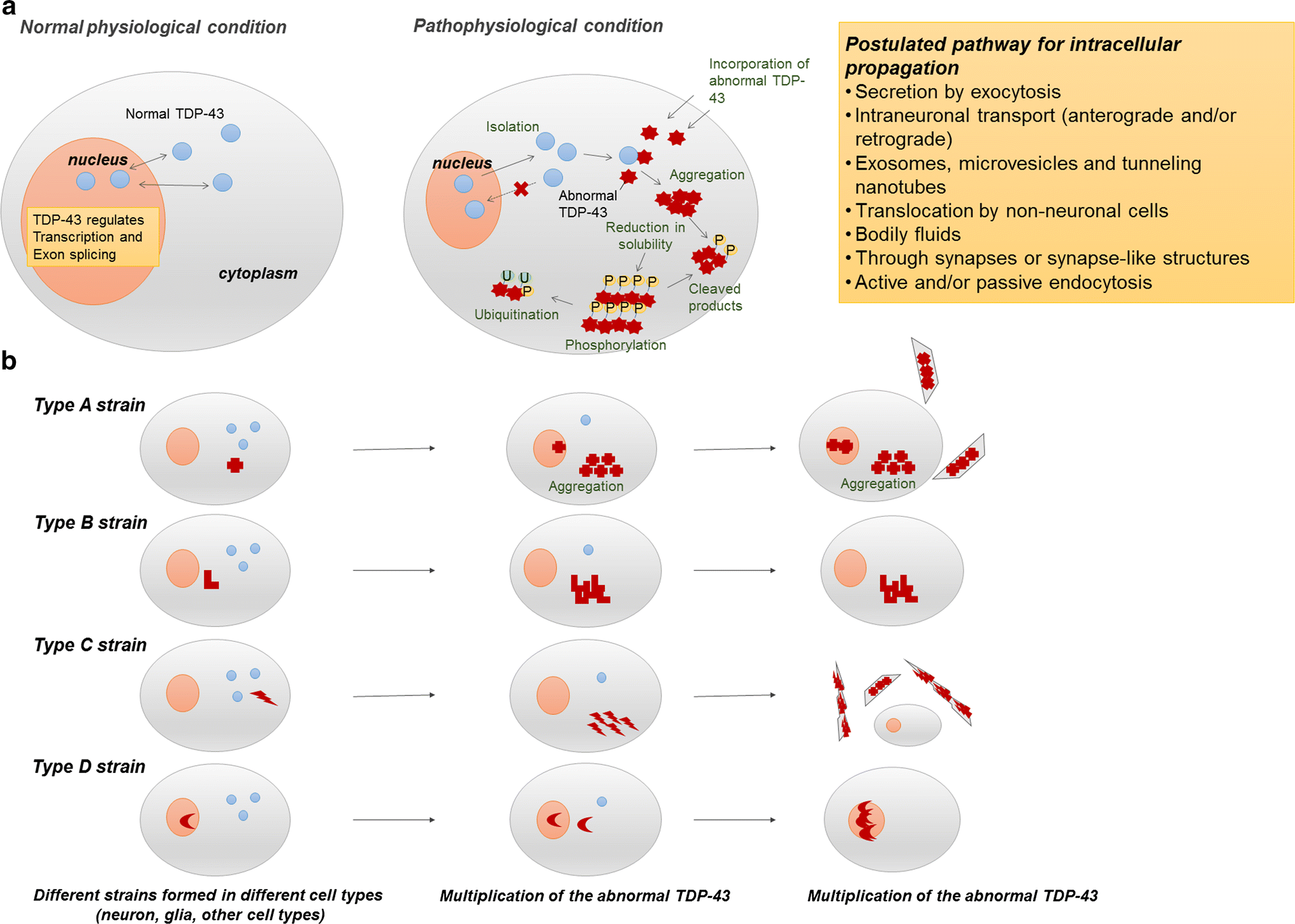 The basis of clinicopathological heterogeneity in TDP-43 proteinopathy | SpringerLink