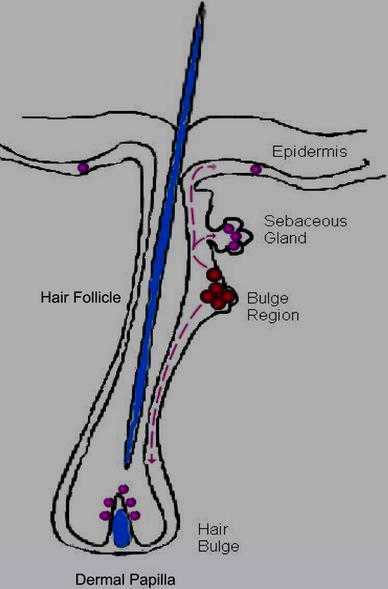 The sebocyte culture: a model to study the pathophysiology of the ...
