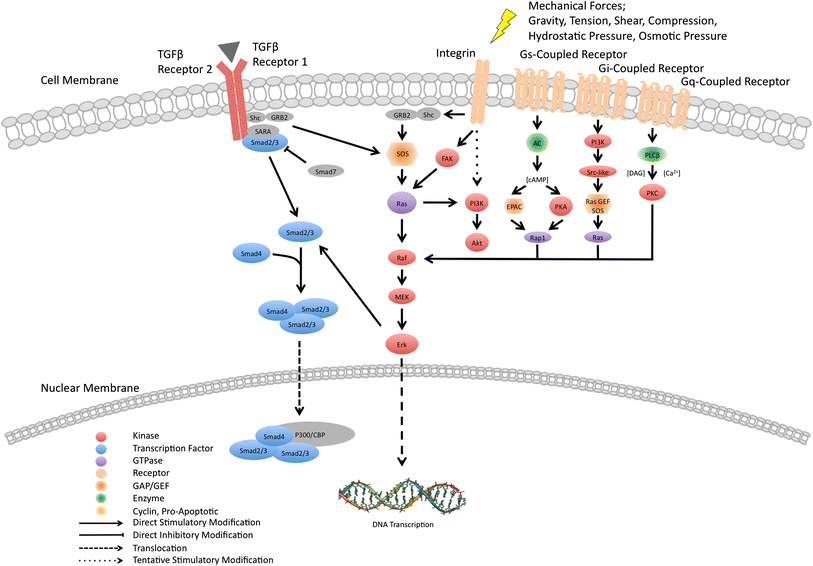 Mechanosignaling pathways in cutaneous scarring | SpringerLink
