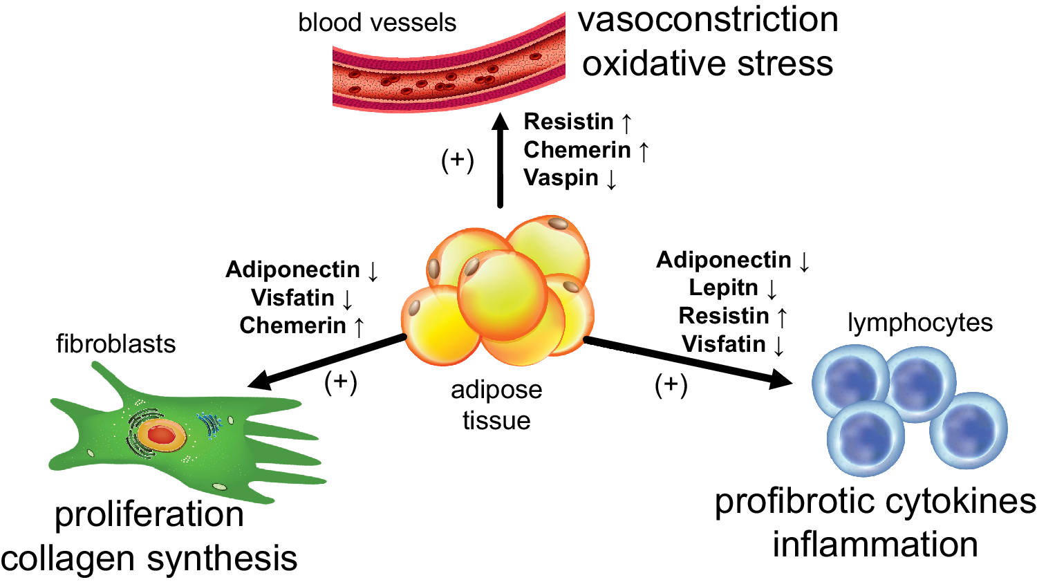 The role of adipokines in systemic sclerosis: a missing link ...