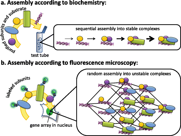 Assembly of the transcription machinery: ordered and stable, random and ...