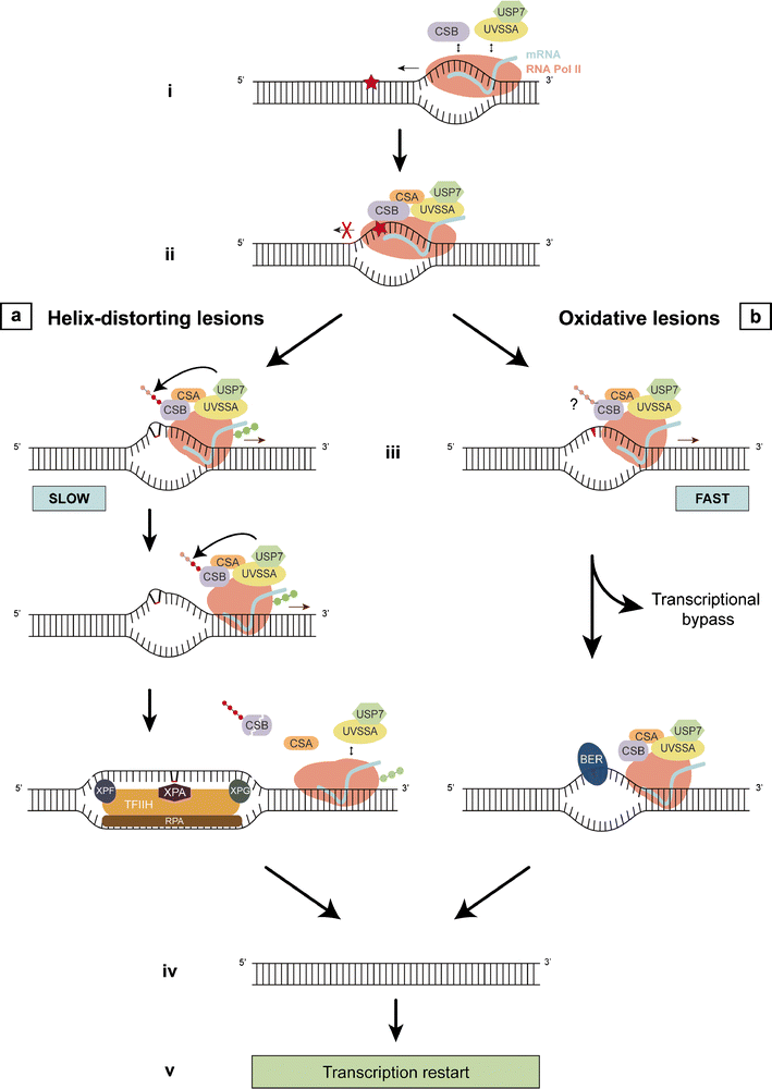 UVSSA and USP7, a new couple in transcription-coupled DNA repair ...