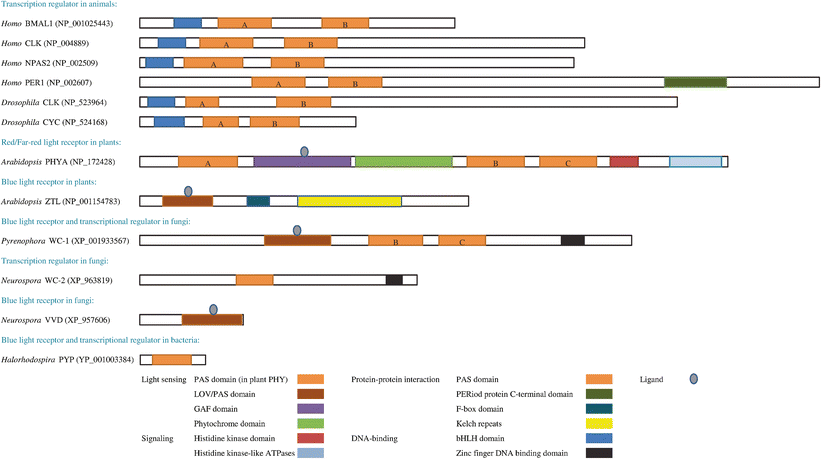 Evolution of PAS domains and PAS-containing genes in eukaryotes ...