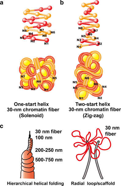 Chromatin as dynamic 10-nm fibers | SpringerLink