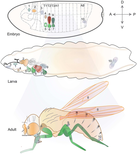 The legacy of Drosophila imaginal discs | SpringerLink