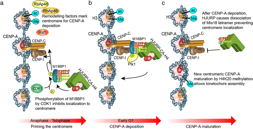 Kinetochore assembly and function through the cell cycle | SpringerLink