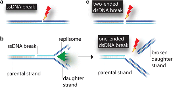 Main steps in DNA double-strand break repair: an introduction to ...