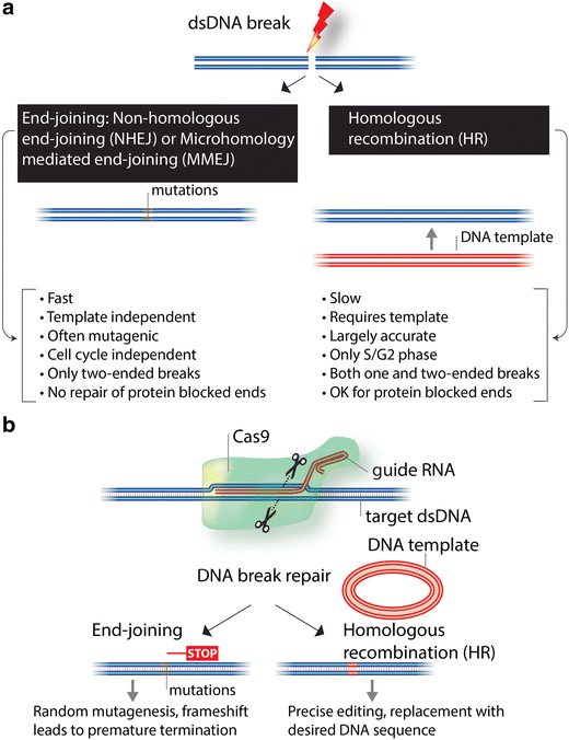 Main steps in DNA double-strand break repair: an introduction to ...