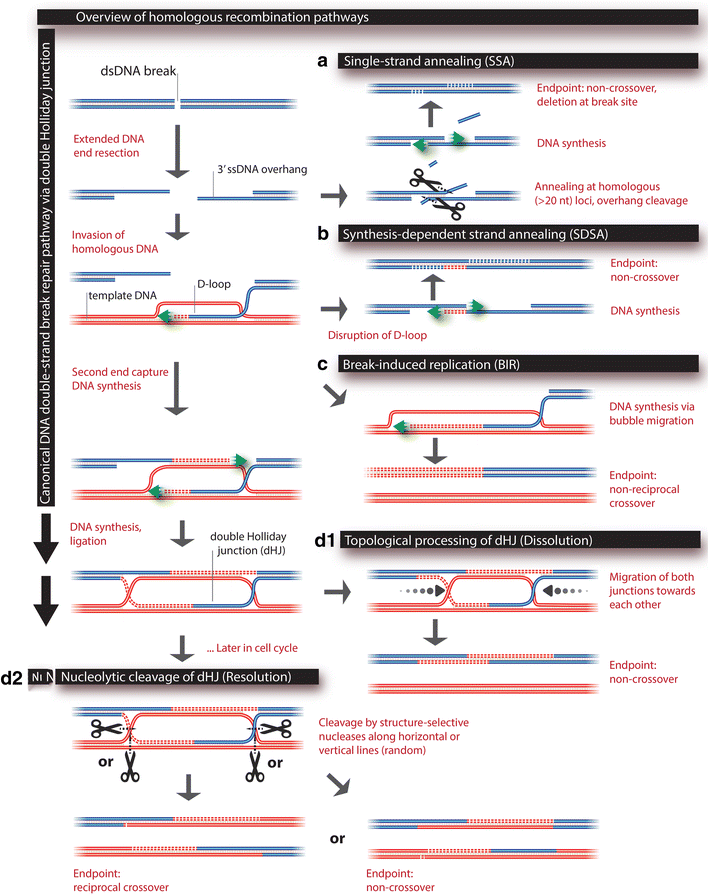 Main steps in DNA double-strand break repair: an introduction to ...