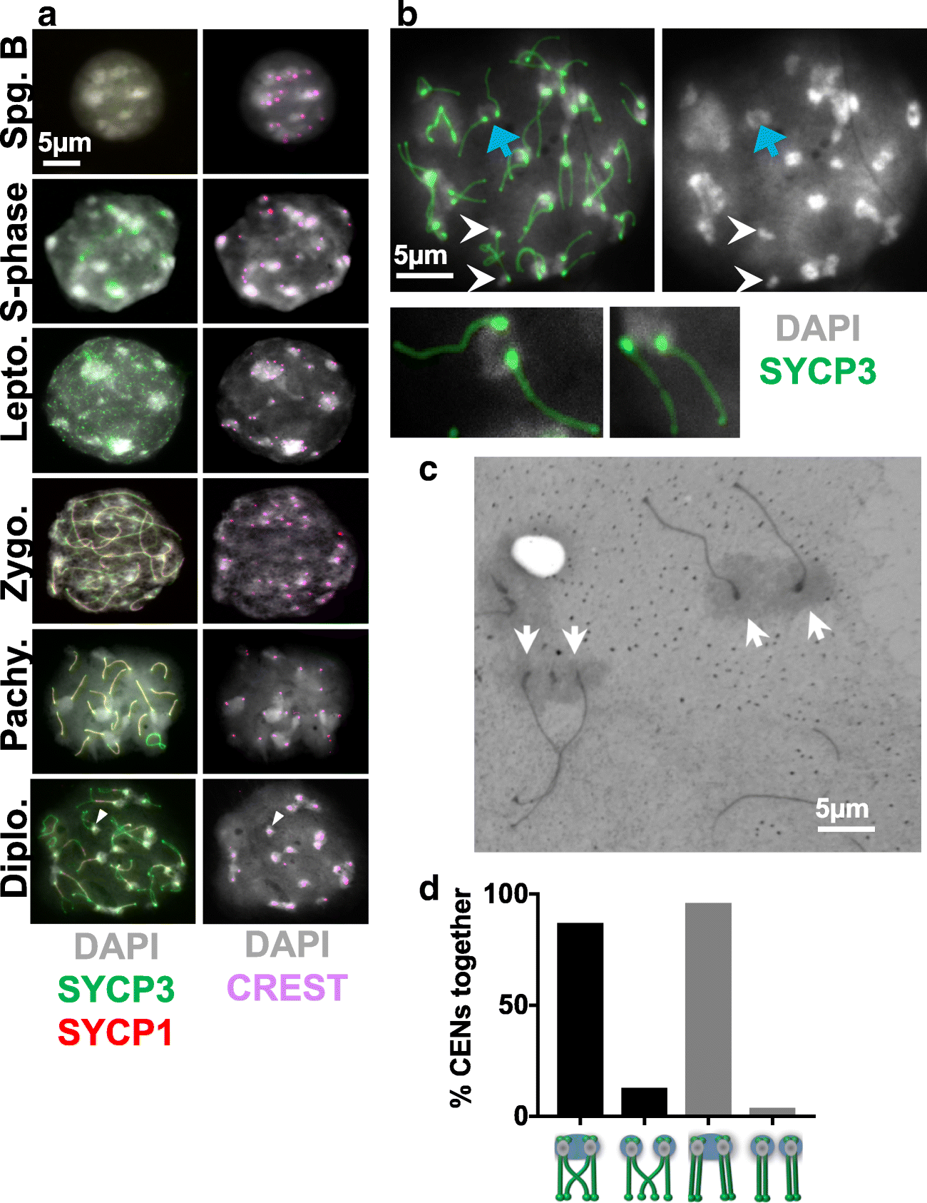 The pericentromeric heterochromatin of homologous chromosomes remains ...