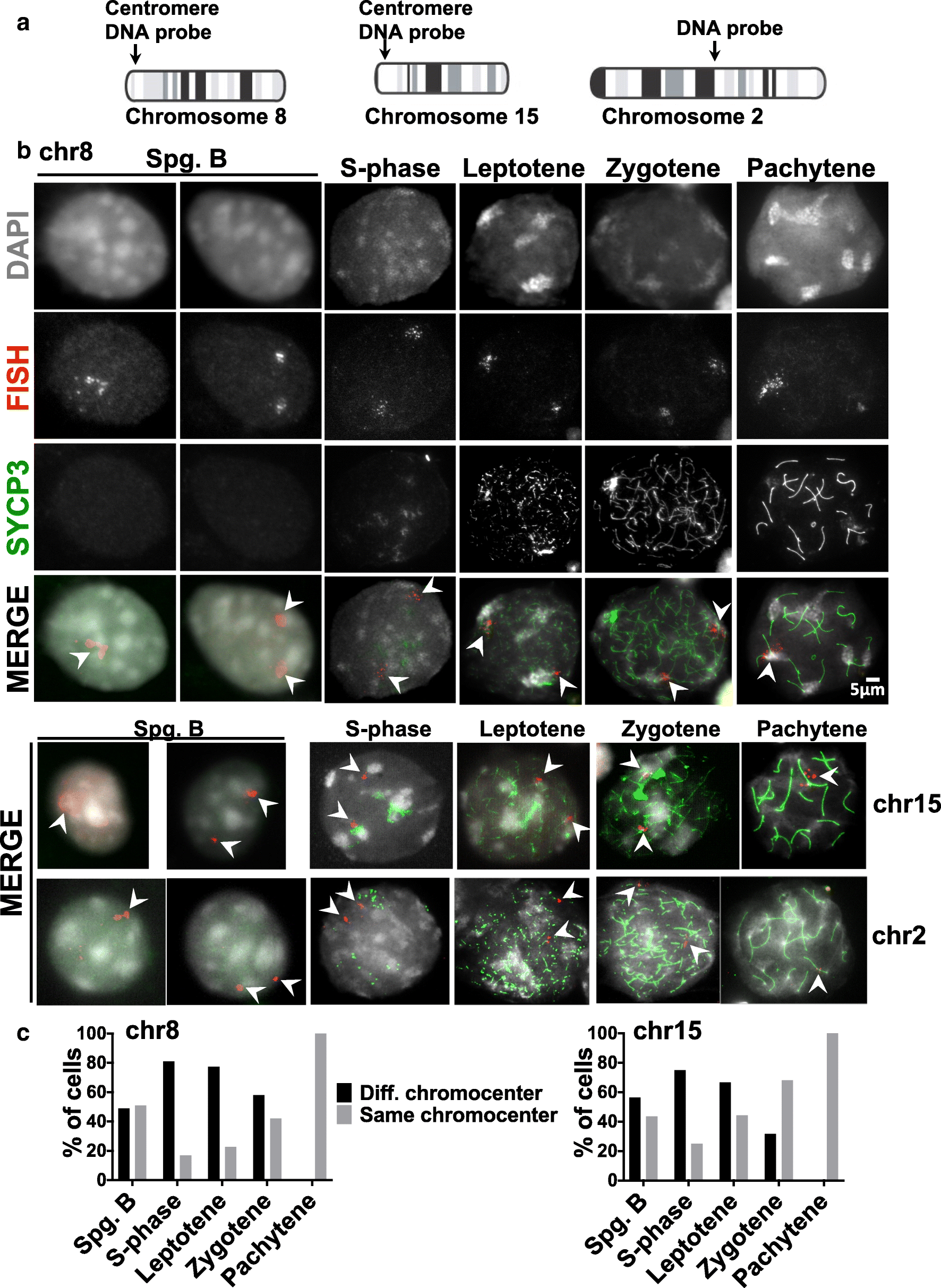 The pericentromeric heterochromatin of homologous chromosomes remains ...