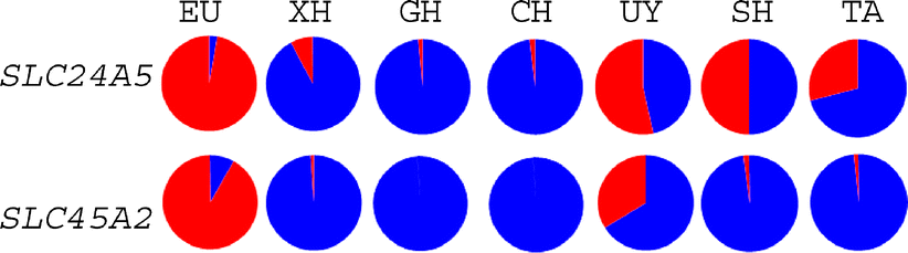 Population differences of two coding SNPs in pigmentation-related genes ...