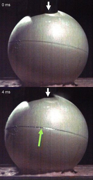 Secondary skull fractures in head wounds inflicted by captive bolt guns ...