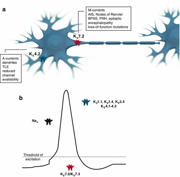 Potassium channels: a review of broadening therapeutic possibilities ...