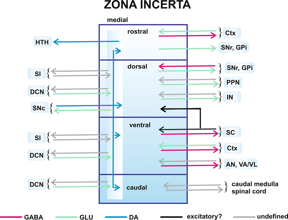 Zona incerta as a therapeutic target in Parkinson’s disease | SpringerLink