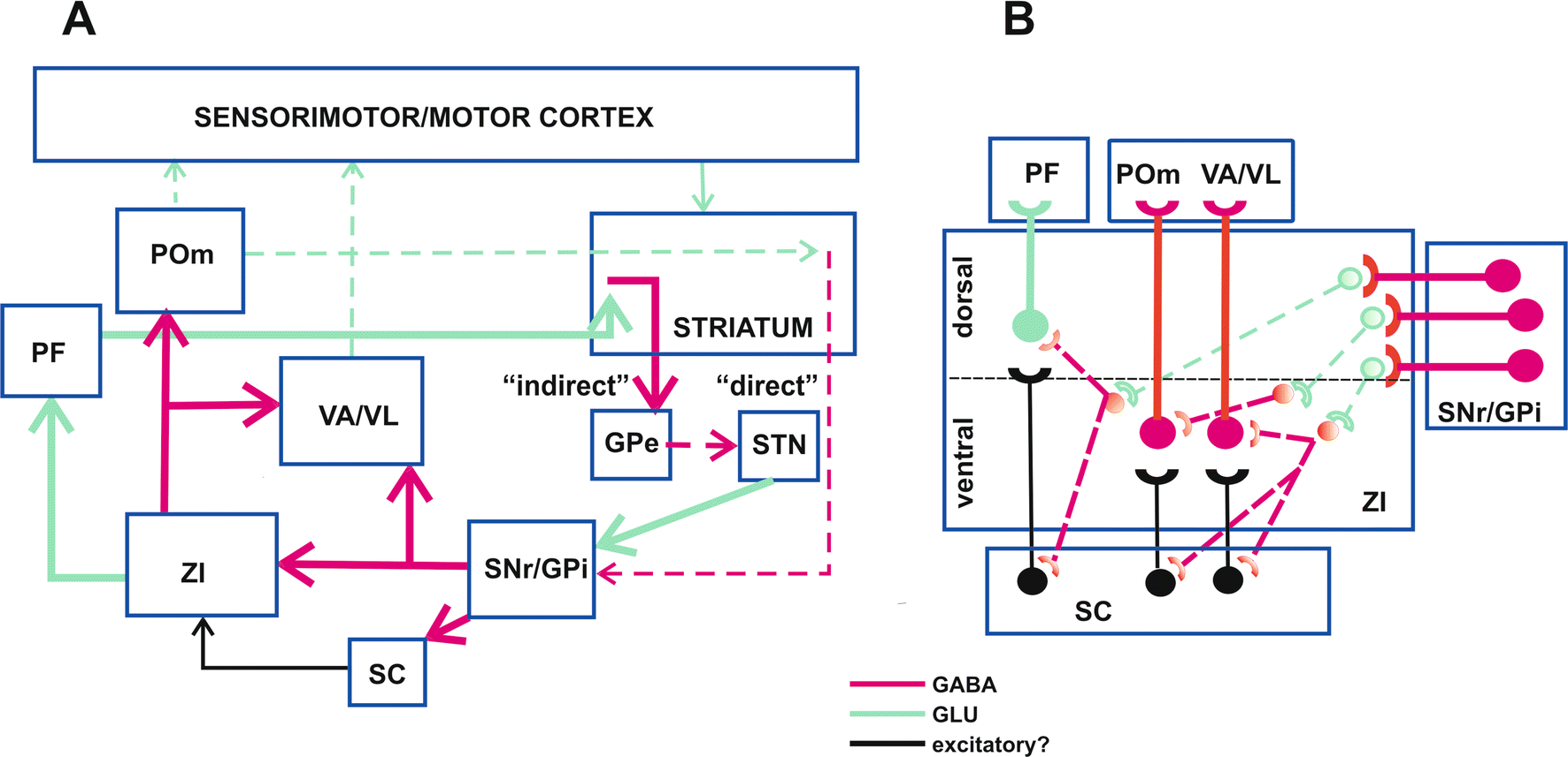 Zona incerta as a therapeutic target in Parkinson’s disease | SpringerLink
