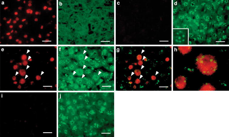 Generation of hybrid hepatocytes by cell fusion from monkey embryoid ...