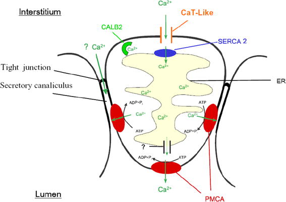 Calcium transport in human salivary glands: a proposed model of calcium ...