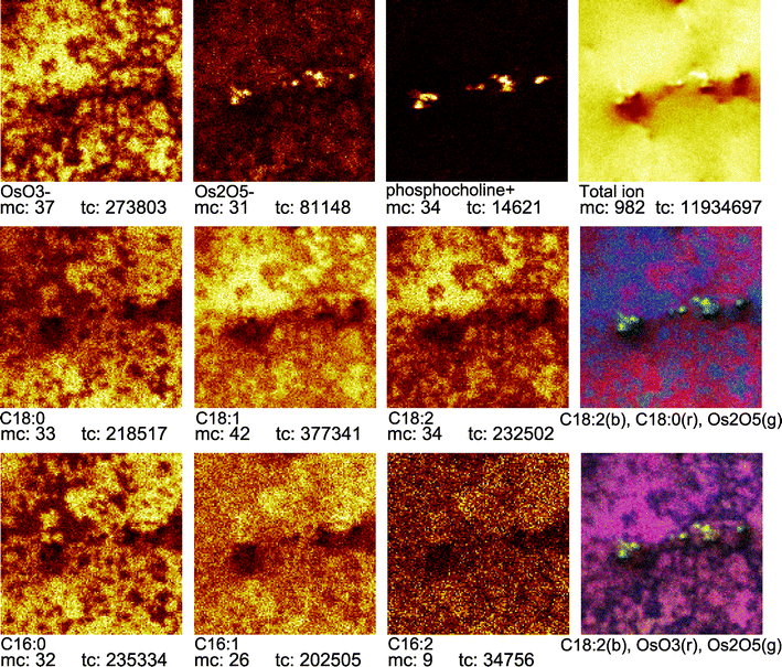 Chemical analysis of osmium tetroxide staining in adipose tissue using ...