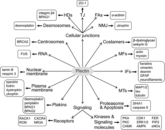 Plectin–intermediate filament partnership in skin, skeletal muscle, and ...