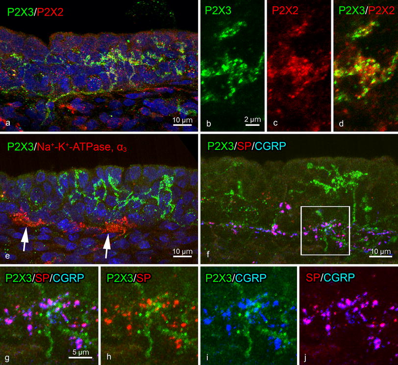 Morphology of P2X3-immunoreactive nerve endings in the rat laryngeal ...
