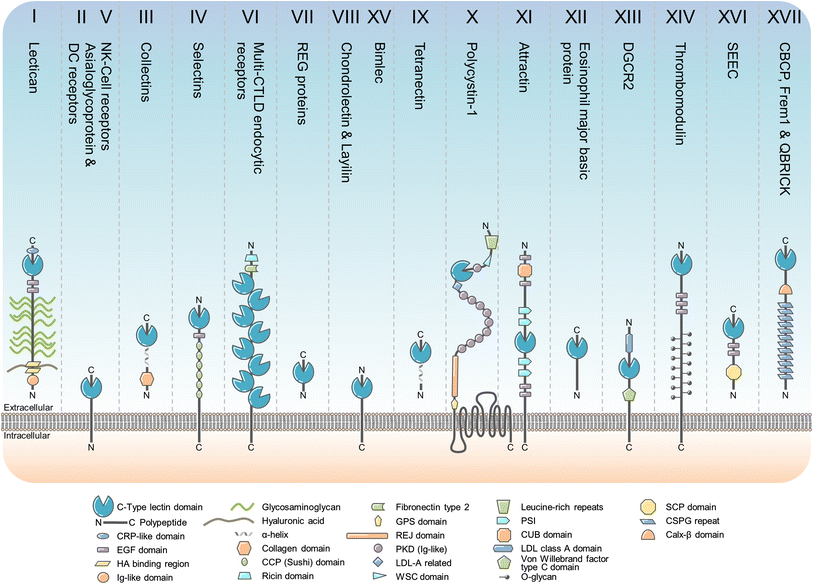 C-type lectins: their network and roles in pathogen recognition and ...