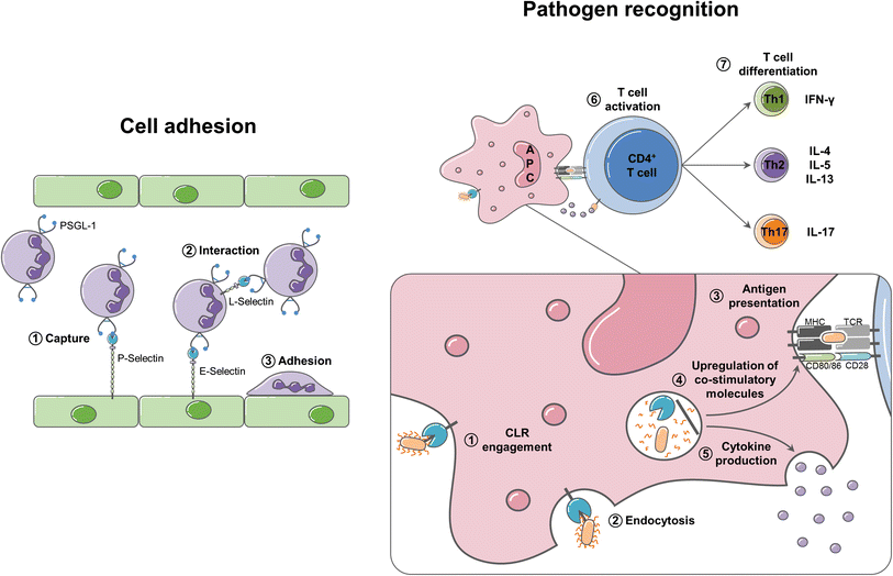 C-type lectins: their network and roles in pathogen recognition and ...
