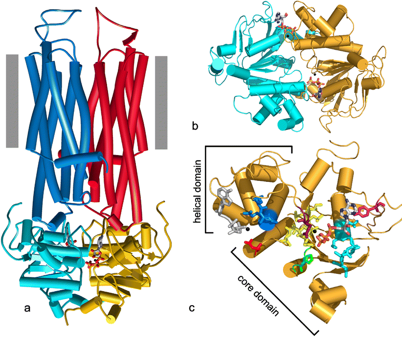 Structure and function of ABC transporters: the ATP switch provides ...