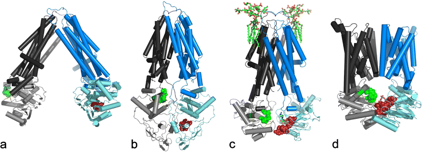 Structure and function of ABC transporters: the ATP switch provides ...