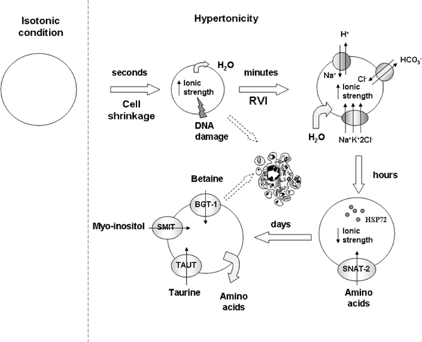 Hyperosmotic stress response: comparison with other cellular stresses ...