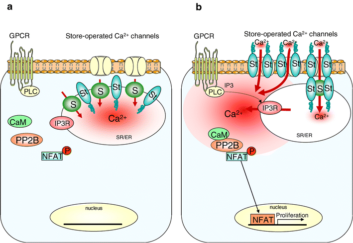 Role of sarco/endoplasmic reticulum calcium content and calcium ATPase ...